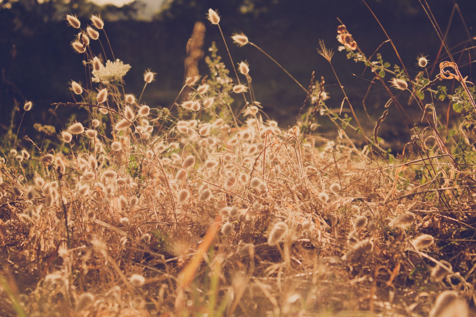 성경진리사역원(BTMK) | 말도 못 알아 듣고