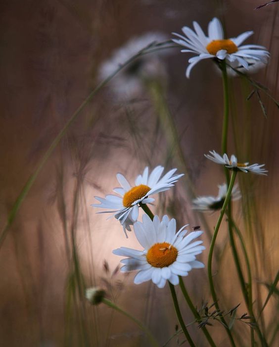 성경진리사역원(BTMK) | 사랑을 추구하십시오.