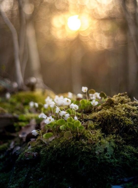 성경진리사역원(BTMK) | 북한 복음화를 위한 기도 제목 - 11월 29일(화)