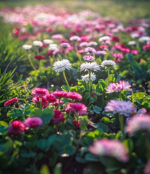 성경진리사역원(BTMK) | 북한 복음화를 위한 기도 제목 - 10월 11일(화)